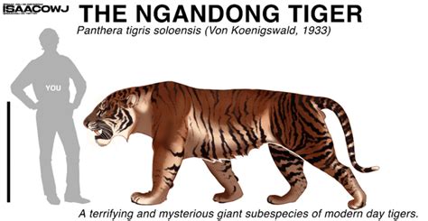 Prehistoric Tiger Species
