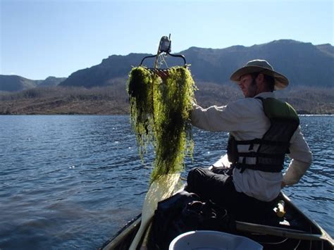 Indicators Macrophytes National Aquatic Resource Surveys Us Epa