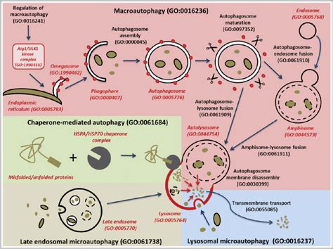 Schematic Representation Of The Different Types Of Autophagy The Main Download Scientific