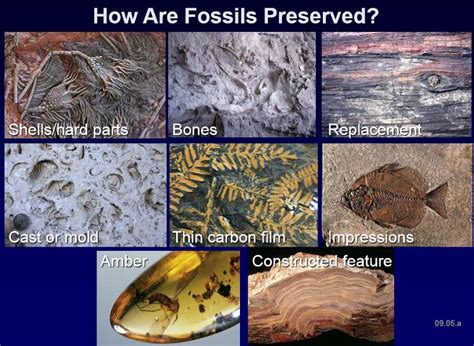 81 What Is A Fossil Geosciences Libretexts