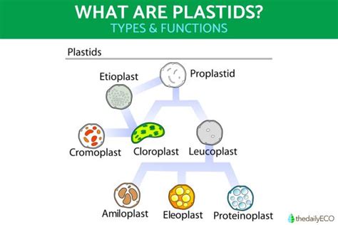 What Are Plastids In Plant Cells Plastid Types And Functions