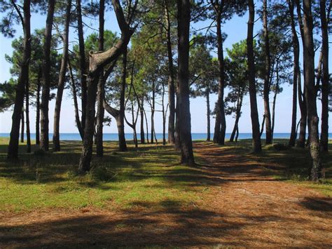 გრიგოლეთი მიწის სტატუსის შეცვლა ყიდვა გაყიდვა 577 272741