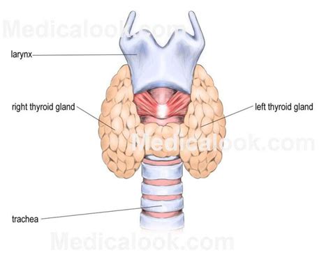 Thyroid Diagram