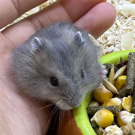 드워프 햄스터 분양 햄스터분양 로던트클럽 충남점