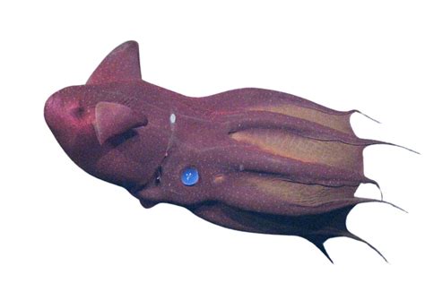 Mực Ma Cà Rồng Sinh Vật Có Lai Lịch Và Hành Tung Bí ẩn