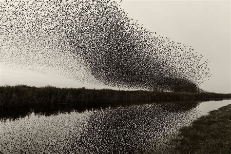 Photographer Travels Europe To Document Incredible Starling