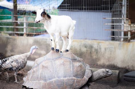 a large turtle with a white goat stood above it like a model master