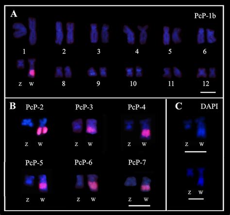 Mapping Of Pcp Sequences To Female Chromosomes Of Pseudis Download Scientific Diagram