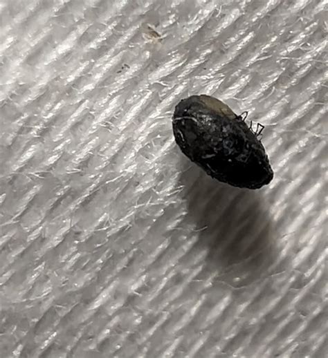 Tiny Black Specks On Bedsheet They Seem To Be Hairy Seem To Be Like