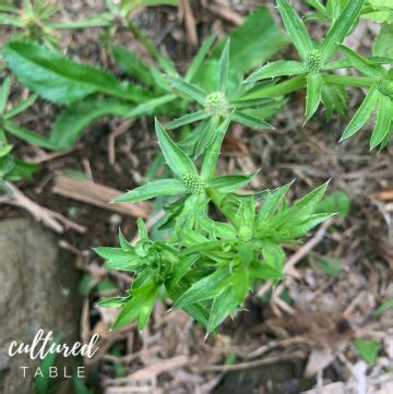 Culantro Vs Cilantro Know The Difference Cultured Table