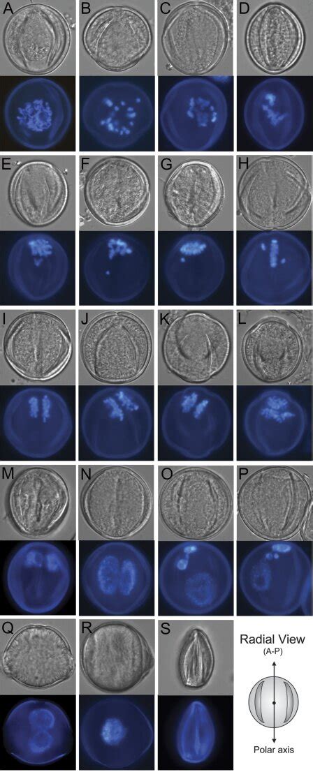 Pollen Development In Tmbp200 Rnai Lines Fixed Spores Were Stained Download Scientific Diagram