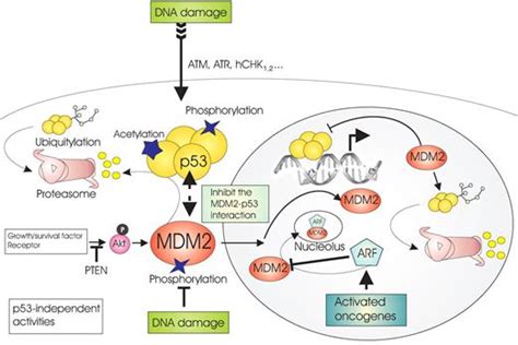 The Mdm2 P53 Interaction Molecular Cancer Research American