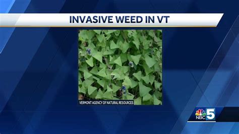Invasive Species Of Weed Found In Vermont For First Time
