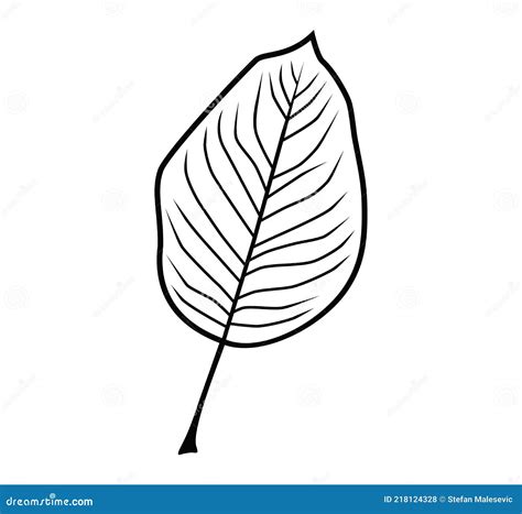 Pear Leaf Stock Vector Illustration Of Tree Pear Sign 218124328