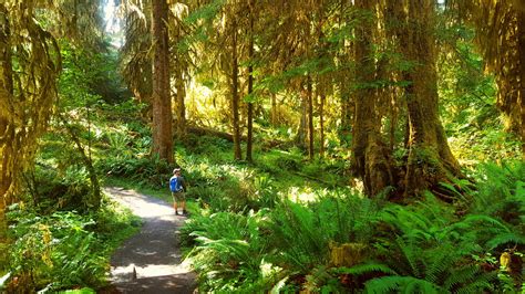 Best Trails At Olympic National Park Online