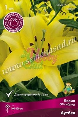 Лилия ОТ-гибрид Аутбек 16/18 (1 шт) Поиск
