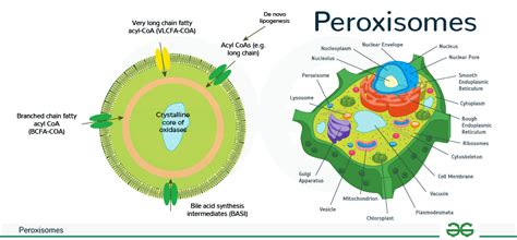 Peroxisomes Definition Structure Diagram And Functions Geeksforgeeks