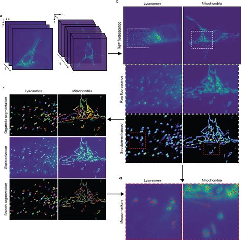 nellie automated organelle segmentation tracking and hierarchical
