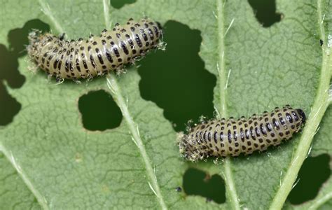 Viburnum Leaf Beetle Larvae Pyrrhalta Viburni Bugguidenet