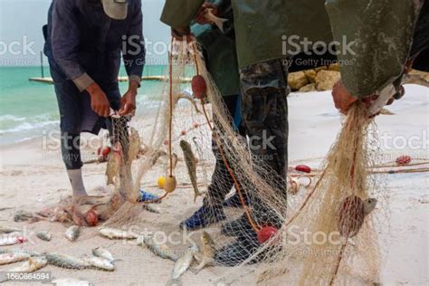 모로코의 Dakhla 해변에서 잡은 물고기로 가득 찬 그물을 수확하는 어부들 관광에 대한 스톡 사진 및 기타 이미지 관광 관광객 낚시 Istock