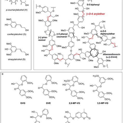 Schematic Representation Of Lignin Precursors Lignin Structure And