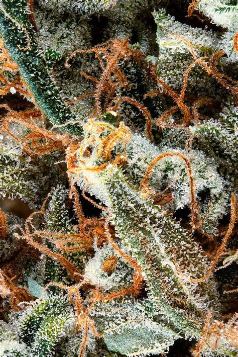 Macro Mania Focused Stacked Macro Photos And Music Video Clips