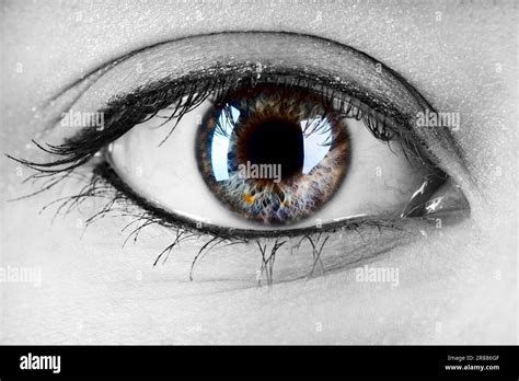 Female Coloured Eye With Strong Contrast Of The Pupil Stock Photo Alamy