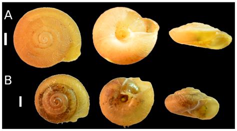 Land Snail Assemblages Of Olive Orchards In Crete Greece