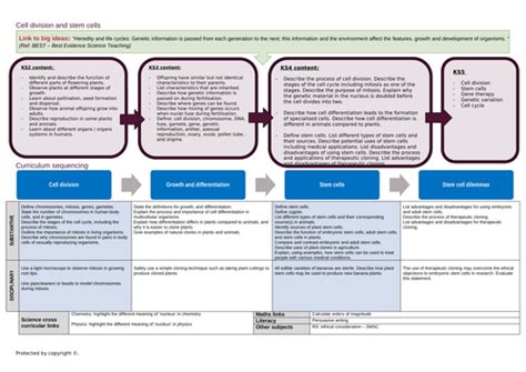 Ks4 Cell Division Stem Cells Curriculum Framework Teaching Resources