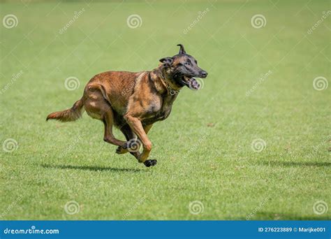 Belgian Malinois Training For Schutzhund Igp Ipo Stock Image Image