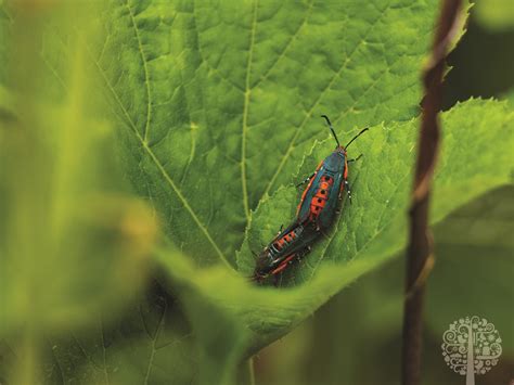 Control Squash Vine Borers Organically Gcm