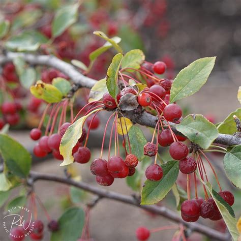 Sargent Tina Crabapple Malus Sargentii Tina