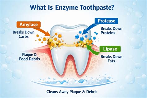 Enzyme Toothpaste Technology Benefits For Oral Health