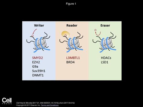 Hiv Latency Gets A New Histone Mark Ppt Download