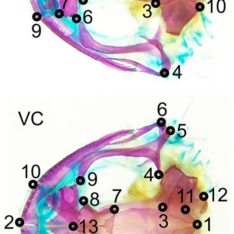 Pdf Patterns Of Cranial Sexual Dimorphism In The Yellow Bellied Toad