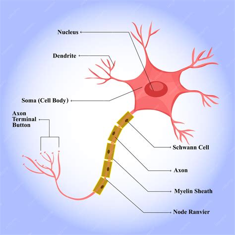 Premium Vector Neuron Cell Anatomy Vector For Educational Premium Vector Neuron Cell Anatomy Vector For Educational