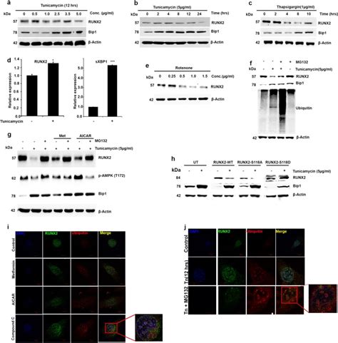 a novel phosphorylation by amp activated kinase regulates runx2 from