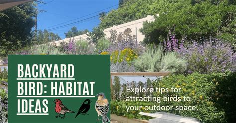 Backyard Bird Habitat Ideas Create A Bird Friendly Haven