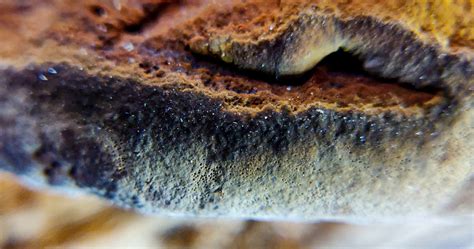 Phellinus Robiniae Fungi Species Mushroom Identification