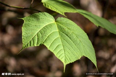 树叶摄影图 树木树叶 生物世界 摄影图库 昵图网