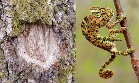 Selective Ignorance In Science Mapping Ignorance