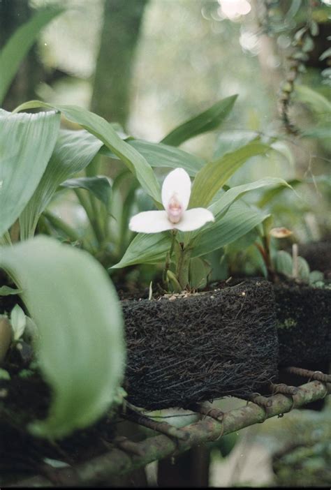 La Monja Blanca Flor Nacional De Guatemala