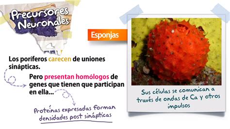 Evolución Del Sistema Nervioso Pdf