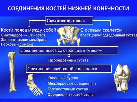Морфофункциональная характеристика скелета и аппарата движения конечностей презентация онлайн