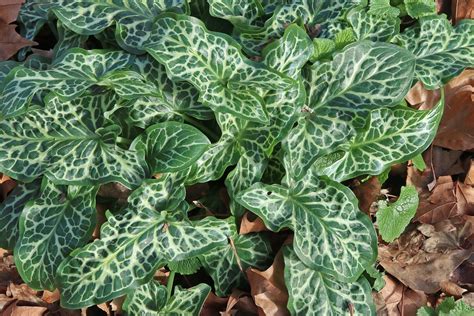 Arum Italicum Care