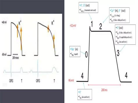 Amiodarone Pptx