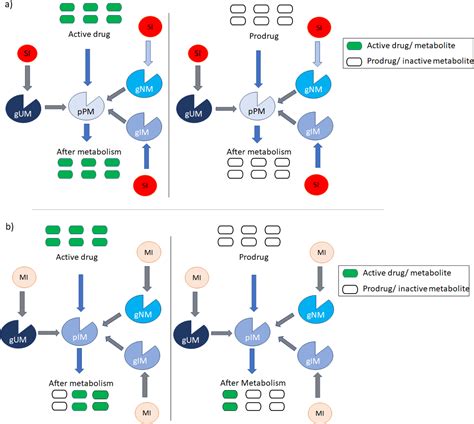 Cyp2d6 Pharmacogenetics And Phenoconversion In Personalized Medicine Pmc