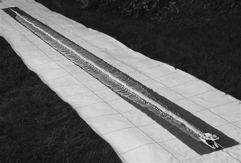This Is The Assembled Skeleton Of The Python Positioned On The Grid Of Download Scientific