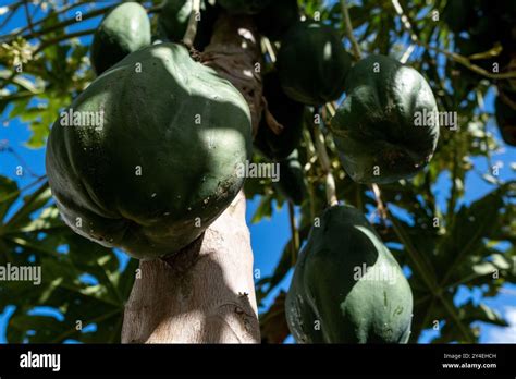Papaya In The Tree Carica Papaya At The Edible Forest A Permaculture