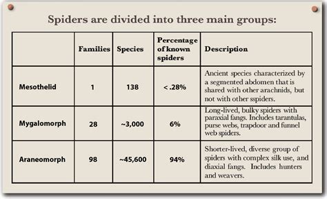What Are Spiders Arachnophilia Online Exhibitions Across Cornell University Library